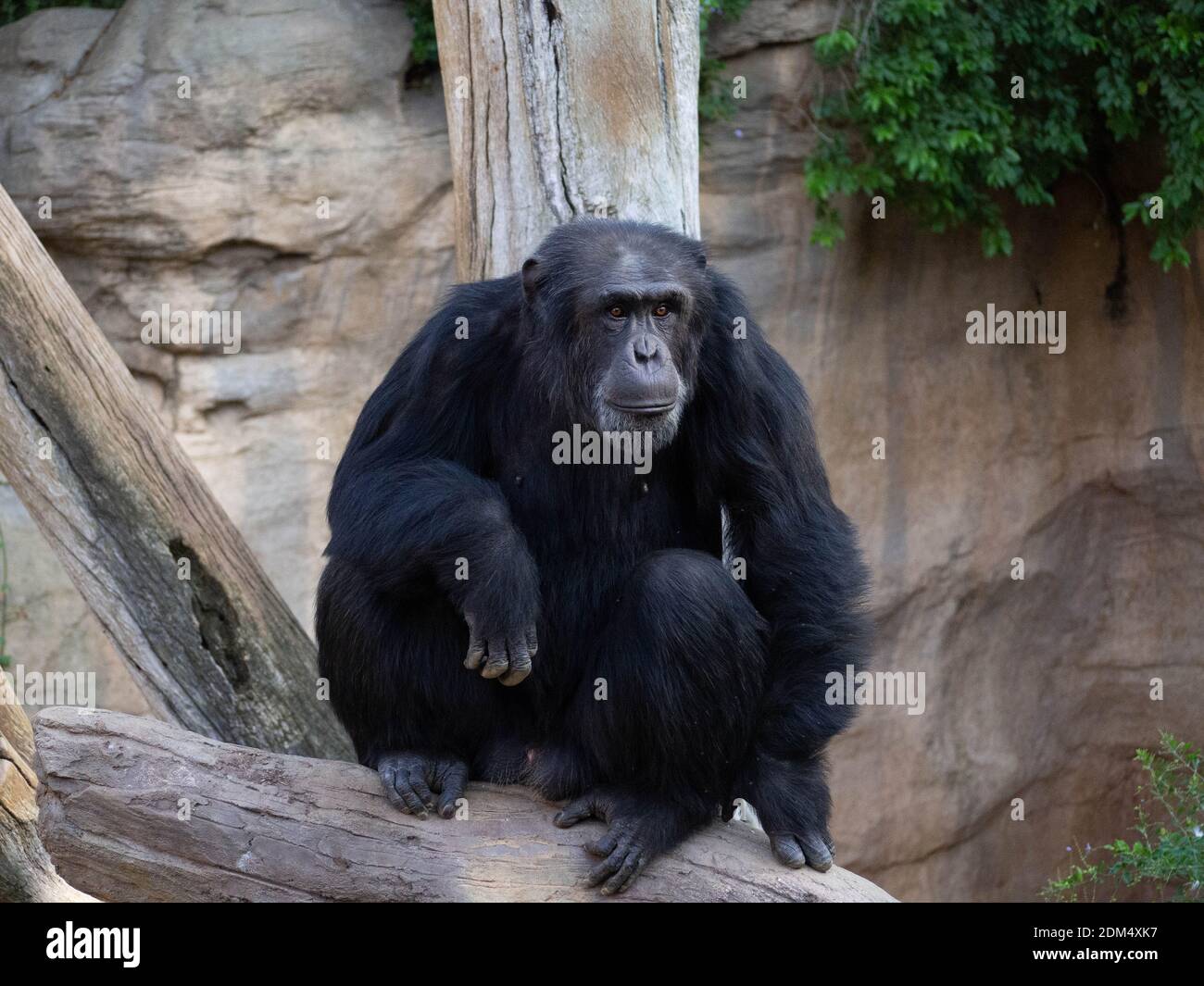 Adult chimpanzee sitting on the trunk Stock Photo - Alamy