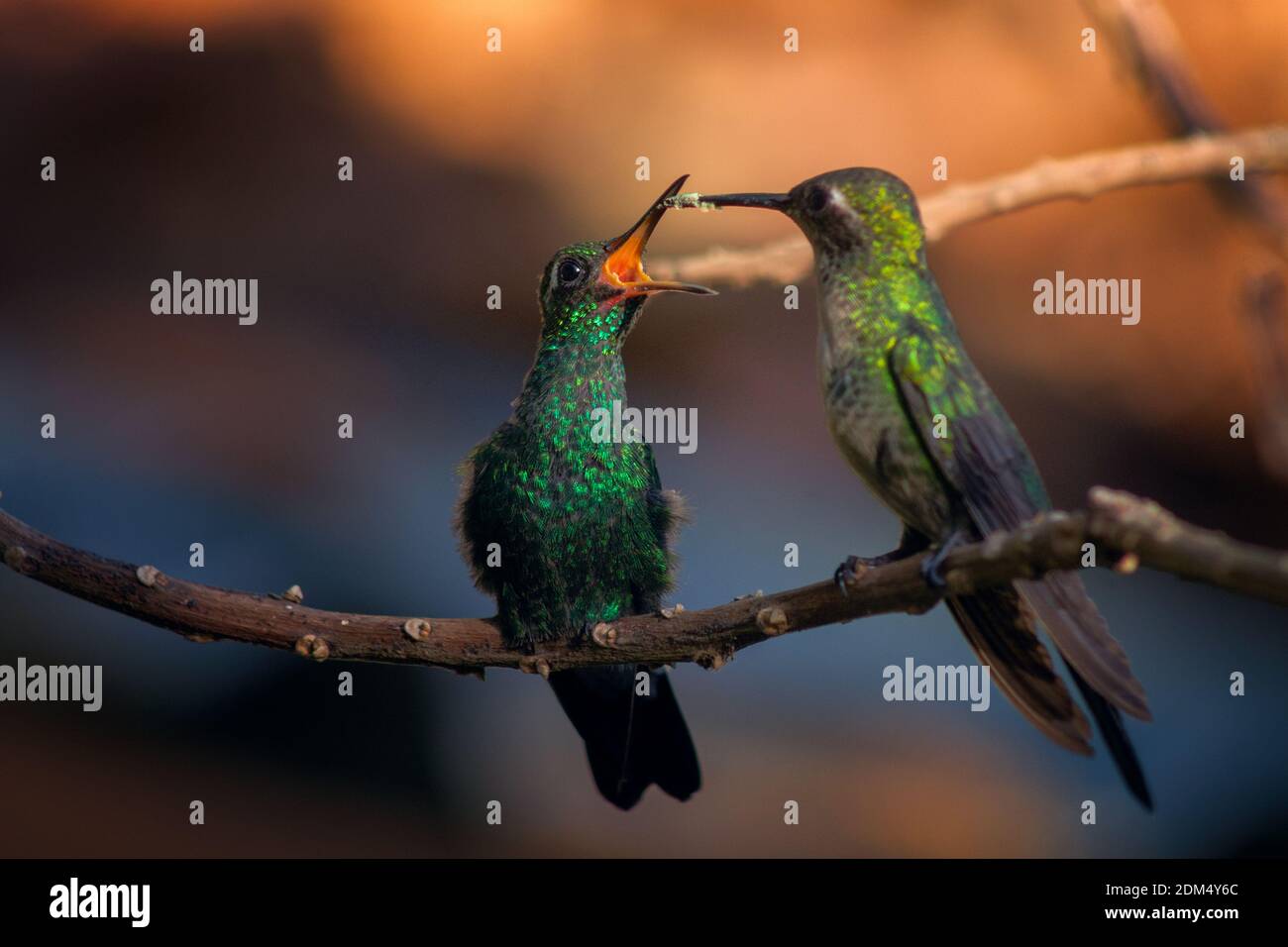 A shot of two amazing Hummingbirds perching on a tree branch and ...