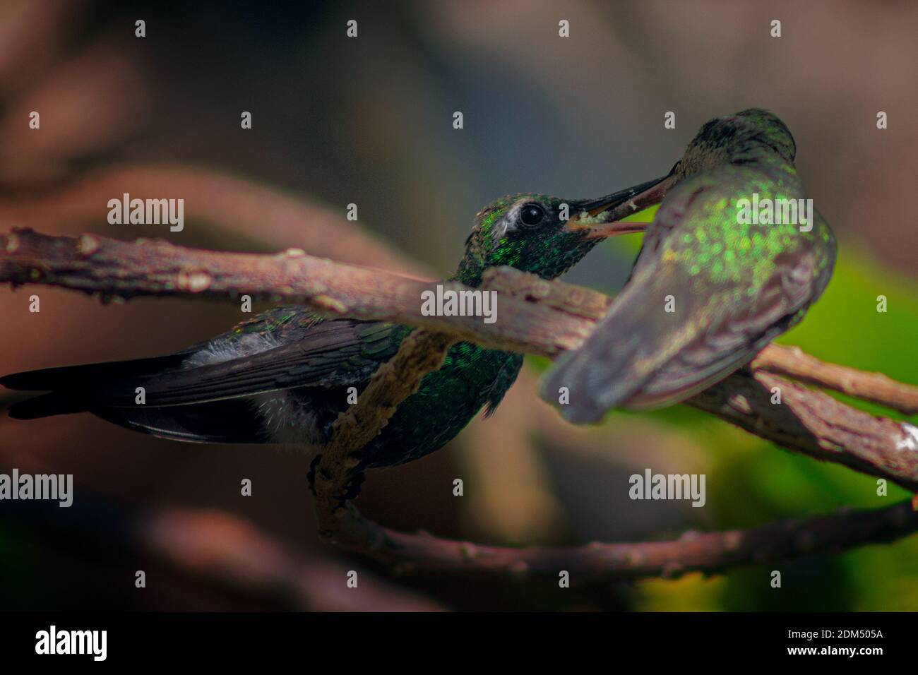 A shot of two amazing Hummingbirds perching on a tree branch and ...