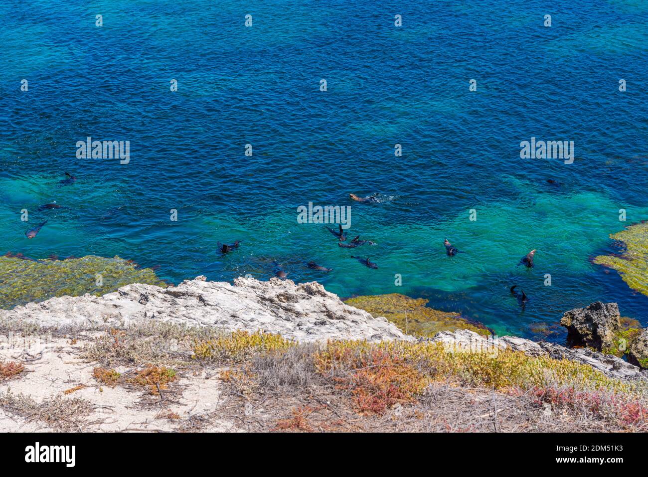 Sea lions playing in water near cathedral rock at Rottnest island in ...