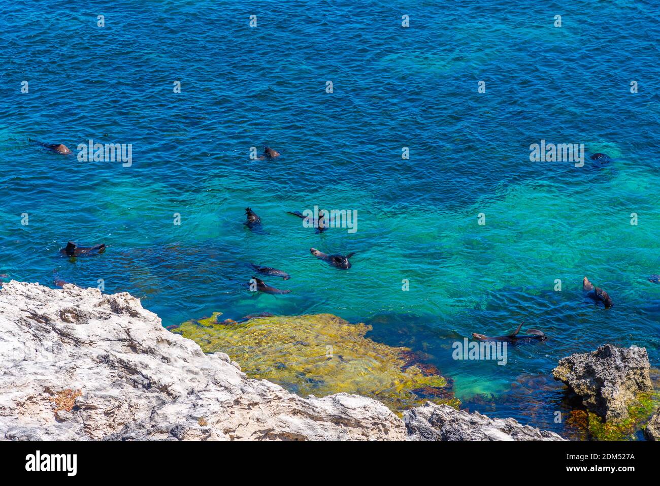 Sea lions playing in water near cathedral rock at Rottnest island in ...