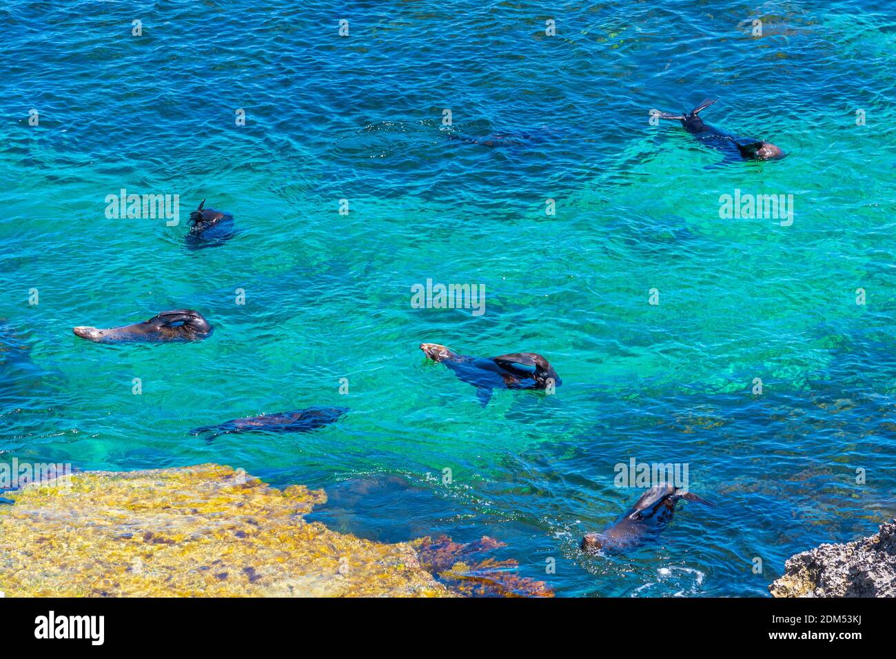 Sea lions playing in water near cathedral rock at Rottnest island in ...