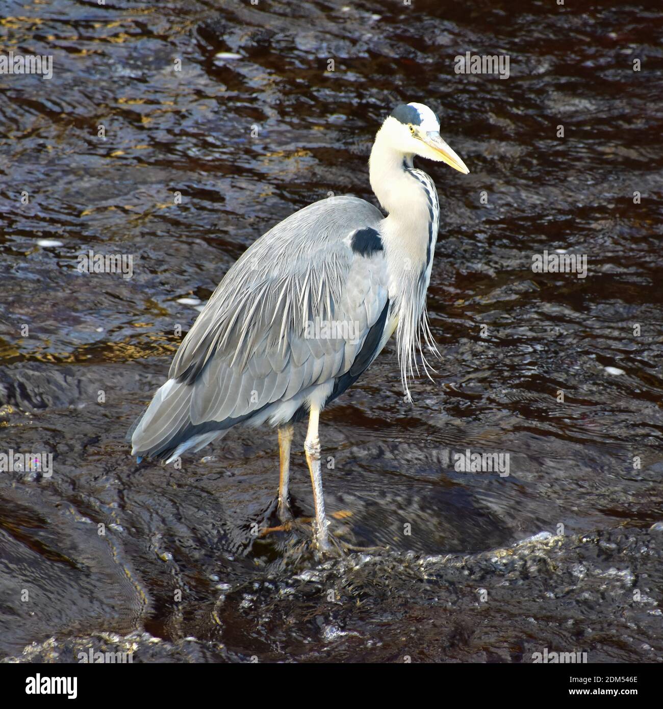 Grey Heron, Hebden Water, Hebden Bridge, Pennines, Yorkshire Stock ...