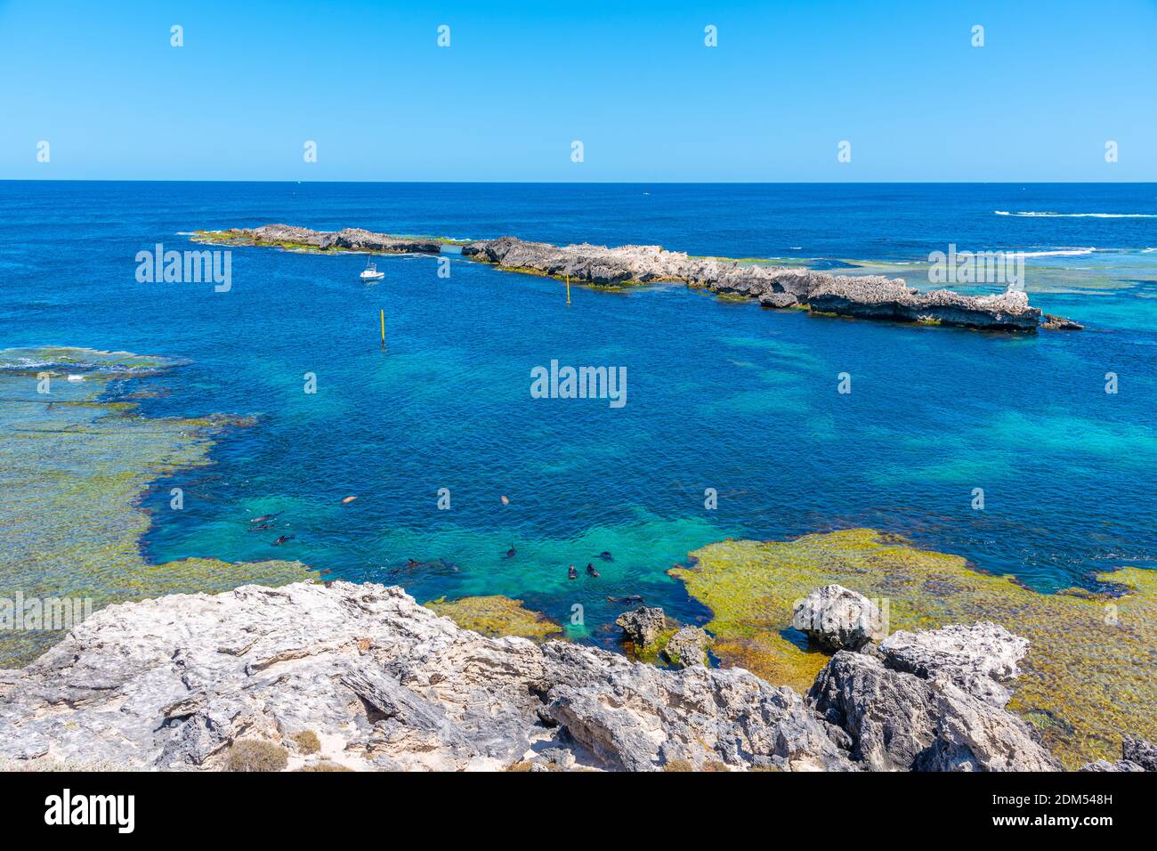 Sea lions playing in water near cathedral rock at Rottnest island in ...