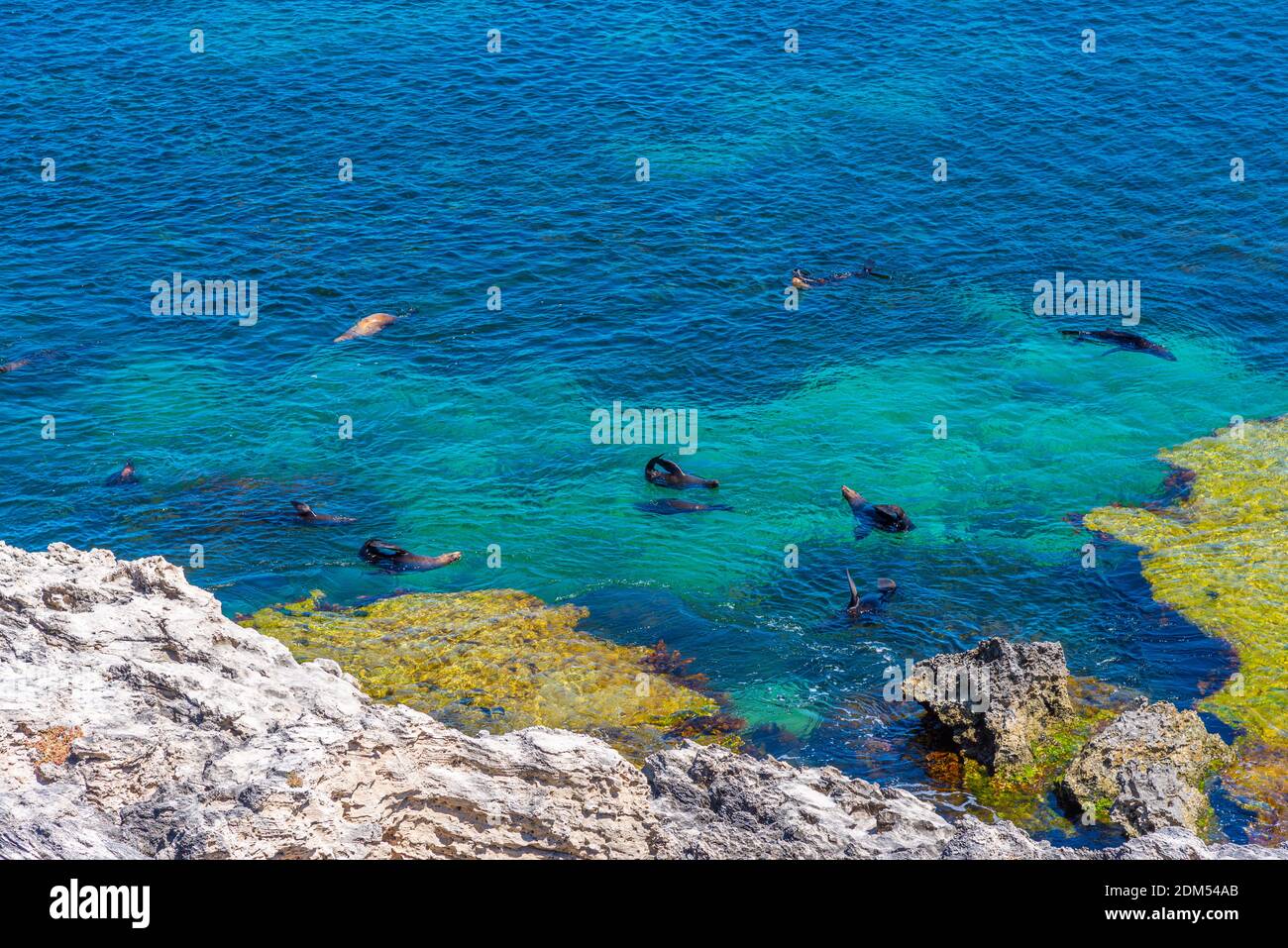 Sea lions playing in water near cathedral rock at Rottnest island in ...