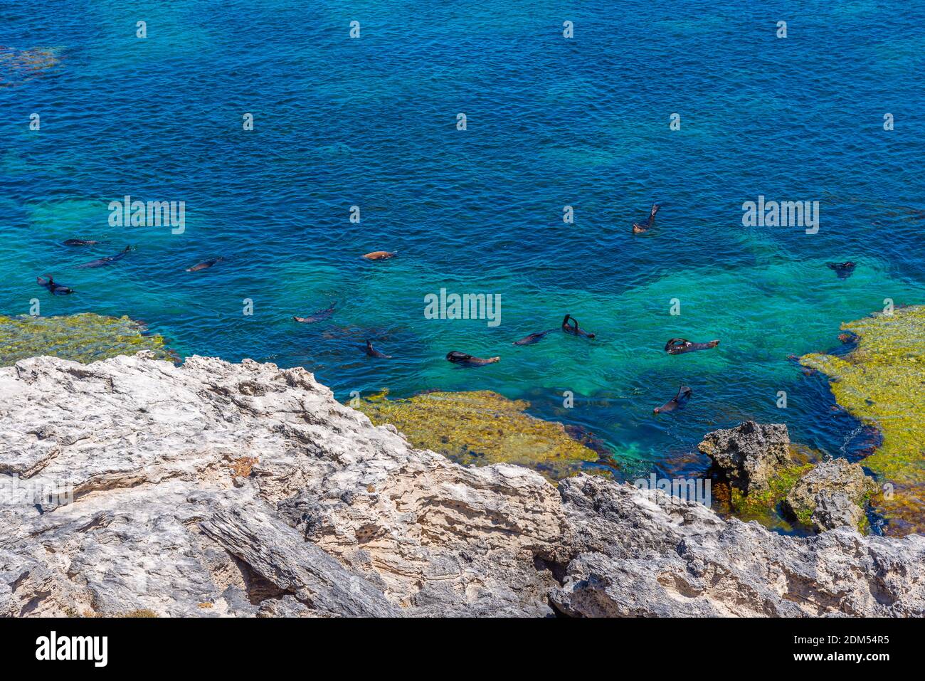 Sea lions playing in water near cathedral rock at Rottnest island in ...
