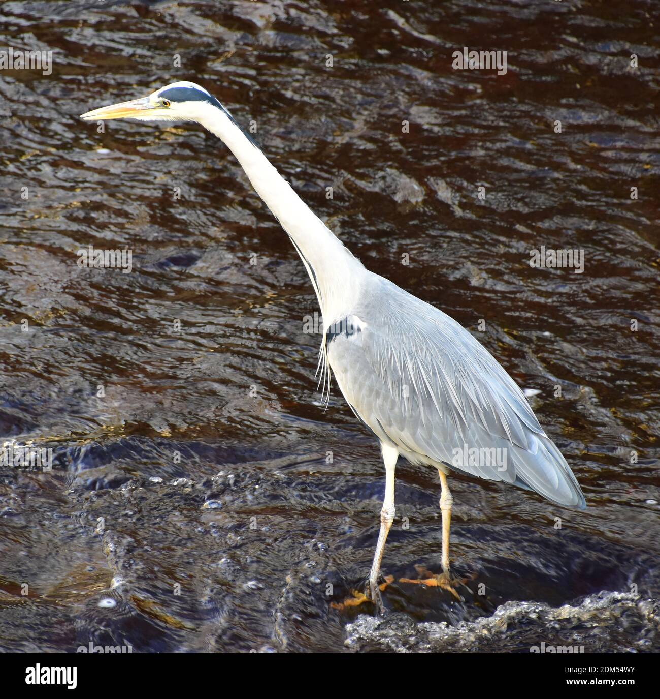 Grey Heron, Hebden Water, Hebden Bridge, Pennines, Yorkshire Stock ...