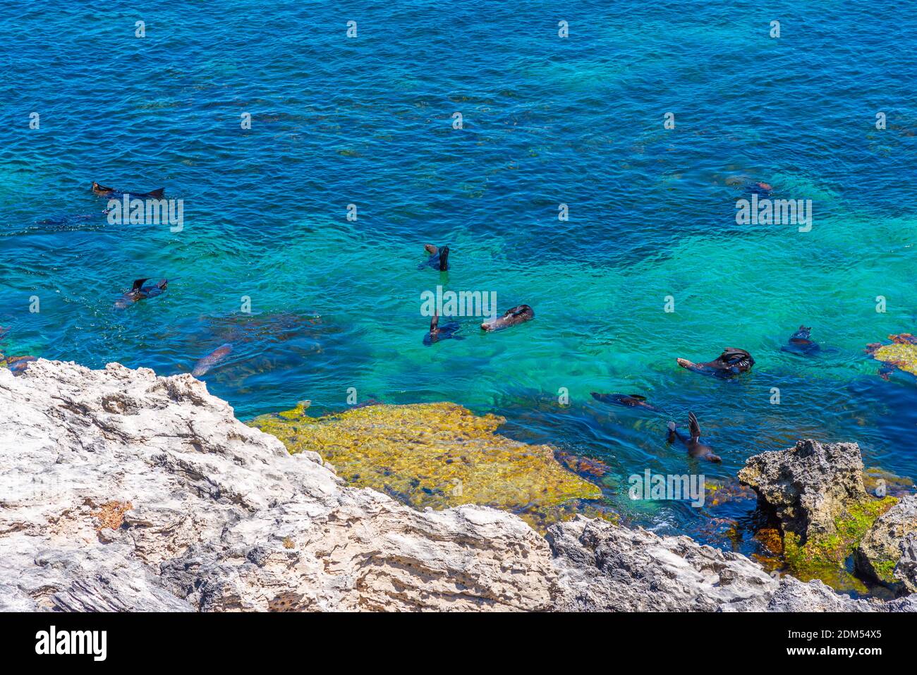 Sea lions playing in water near cathedral rock at Rottnest island in ...