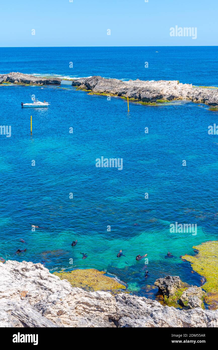 Sea lions playing in water near cathedral rock at Rottnest island in ...