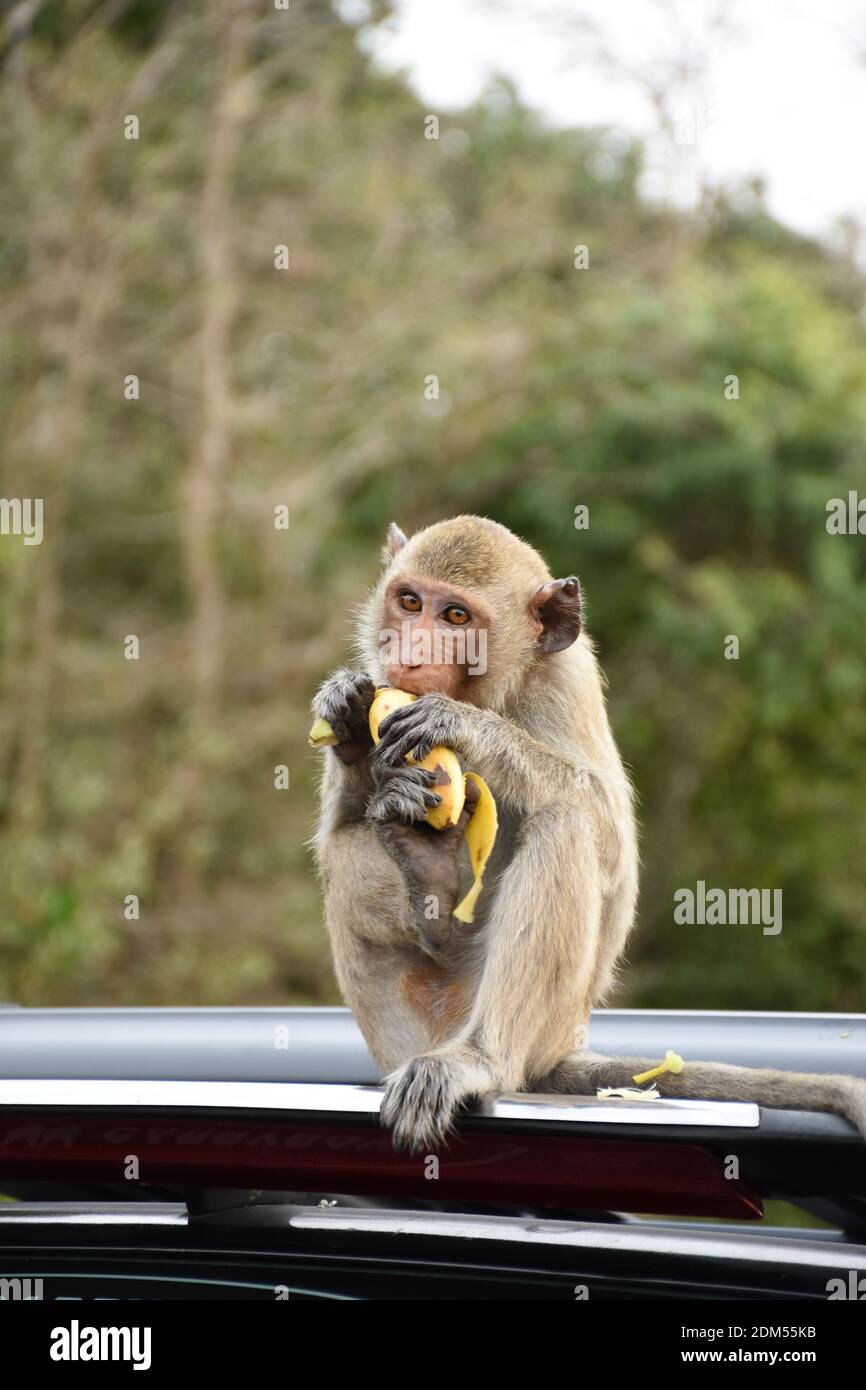 Primate documentary hi-res stock photography and images - Alamy