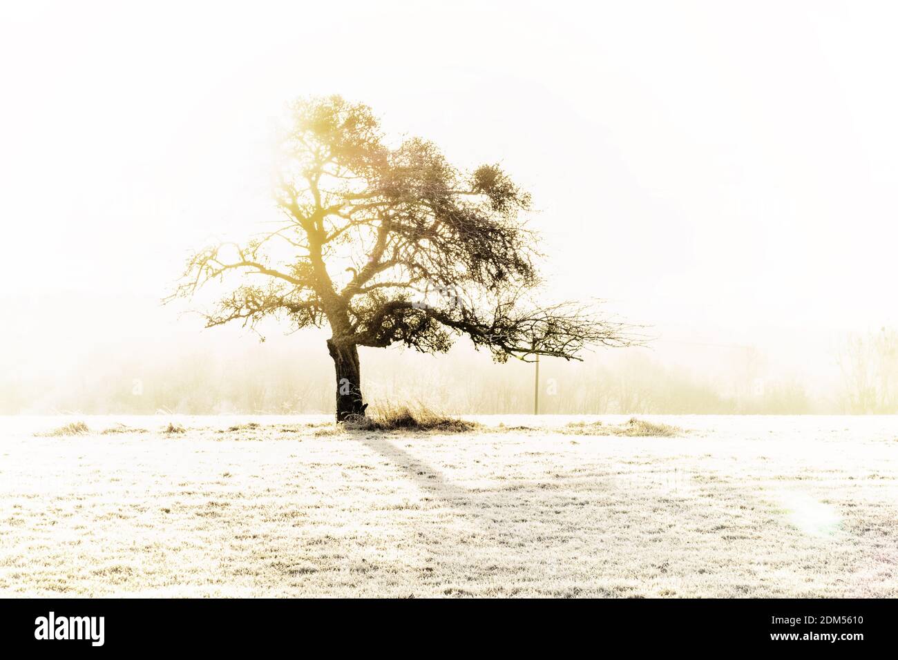 Silhouette of a tree in sunlight at winter time with overexposed ...