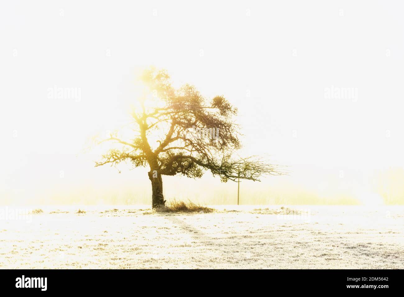 Silhouette of a tree in sunlight at winter time with overexposed ...