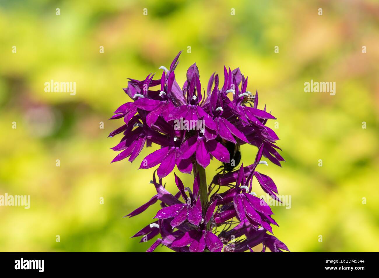 Close up of a purple cardinal flower (lobelia cardinalis) in bloom ...