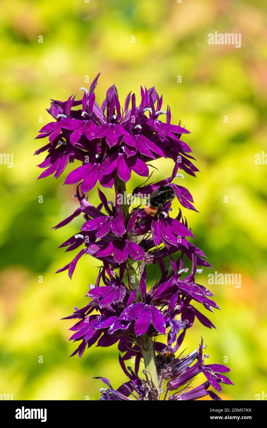 Close up of a purple cardinal flower (lobelia cardinalis) in bloom ...