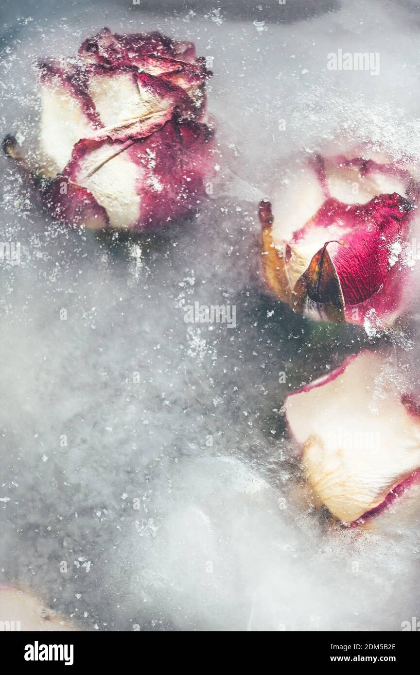 Frozen Roses in Ice Stock Photo - Alamy