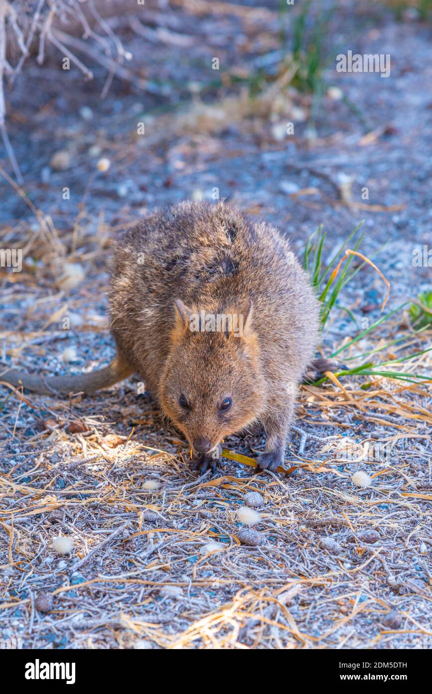 Quokka living at Rottnest island near Perth, Australia Stock Photo - Alamy
