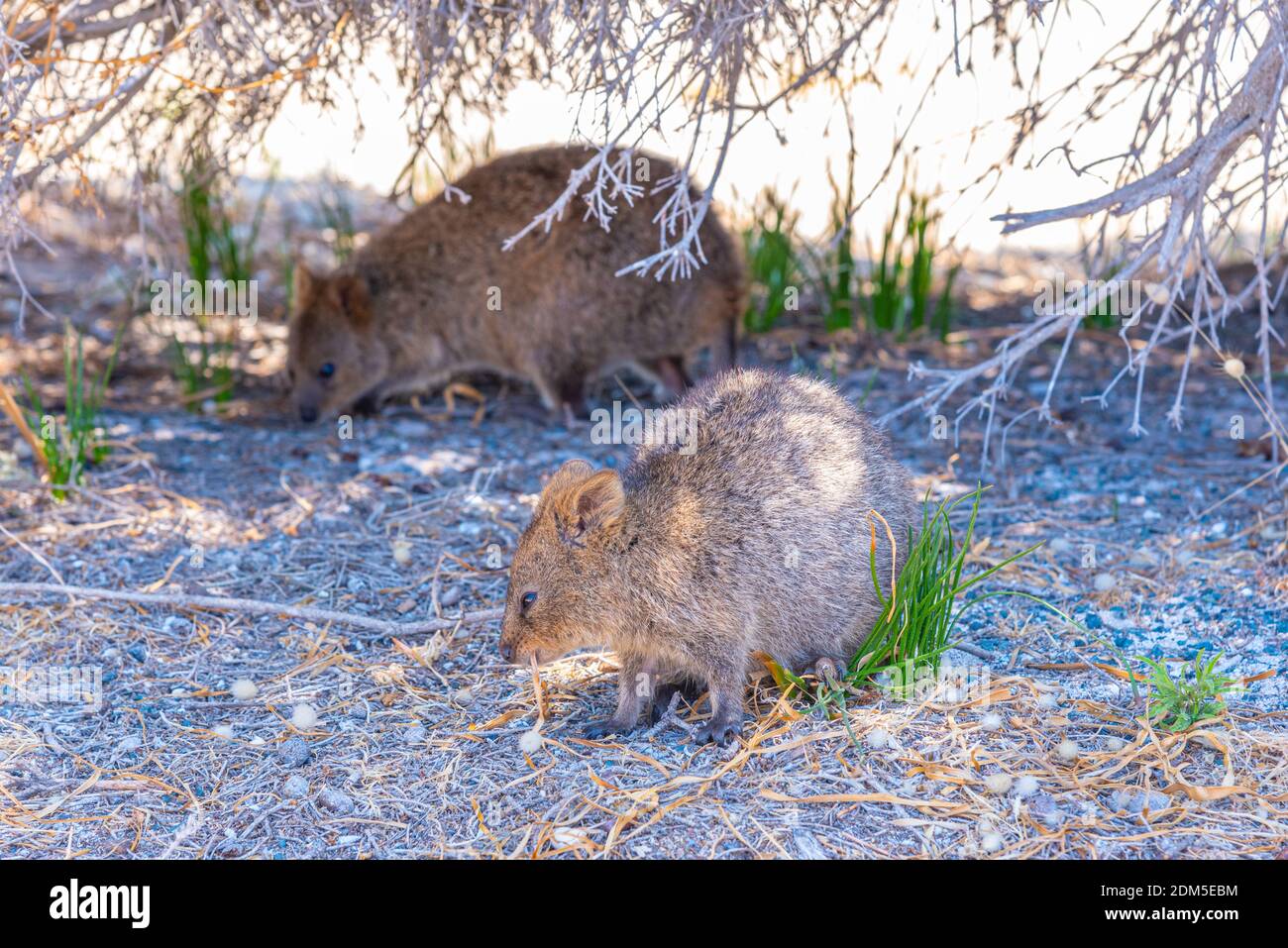 Quokka living at Rottnest island near Perth, Australia Stock Photo - Alamy