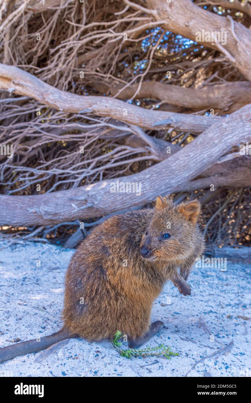 Quokka living at Rottnest island near Perth, Australia Stock Photo - Alamy