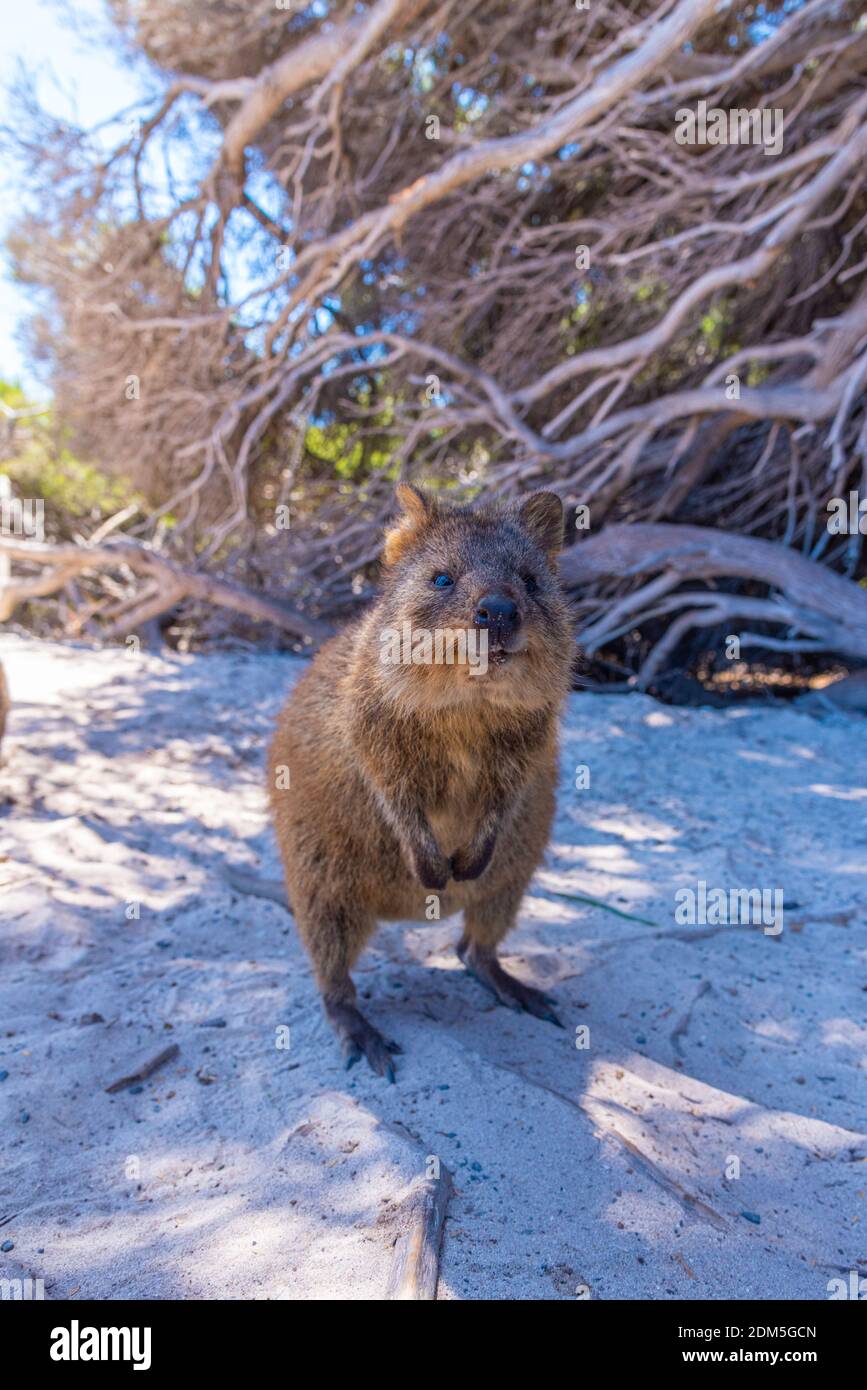 Quokka living at Rottnest island near Perth, Australia Stock Photo - Alamy