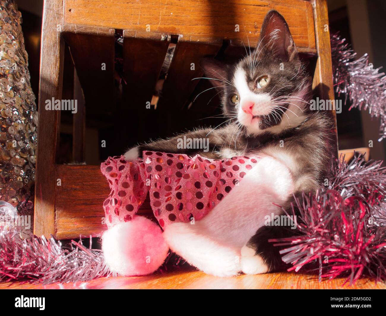 Sassy Kitten