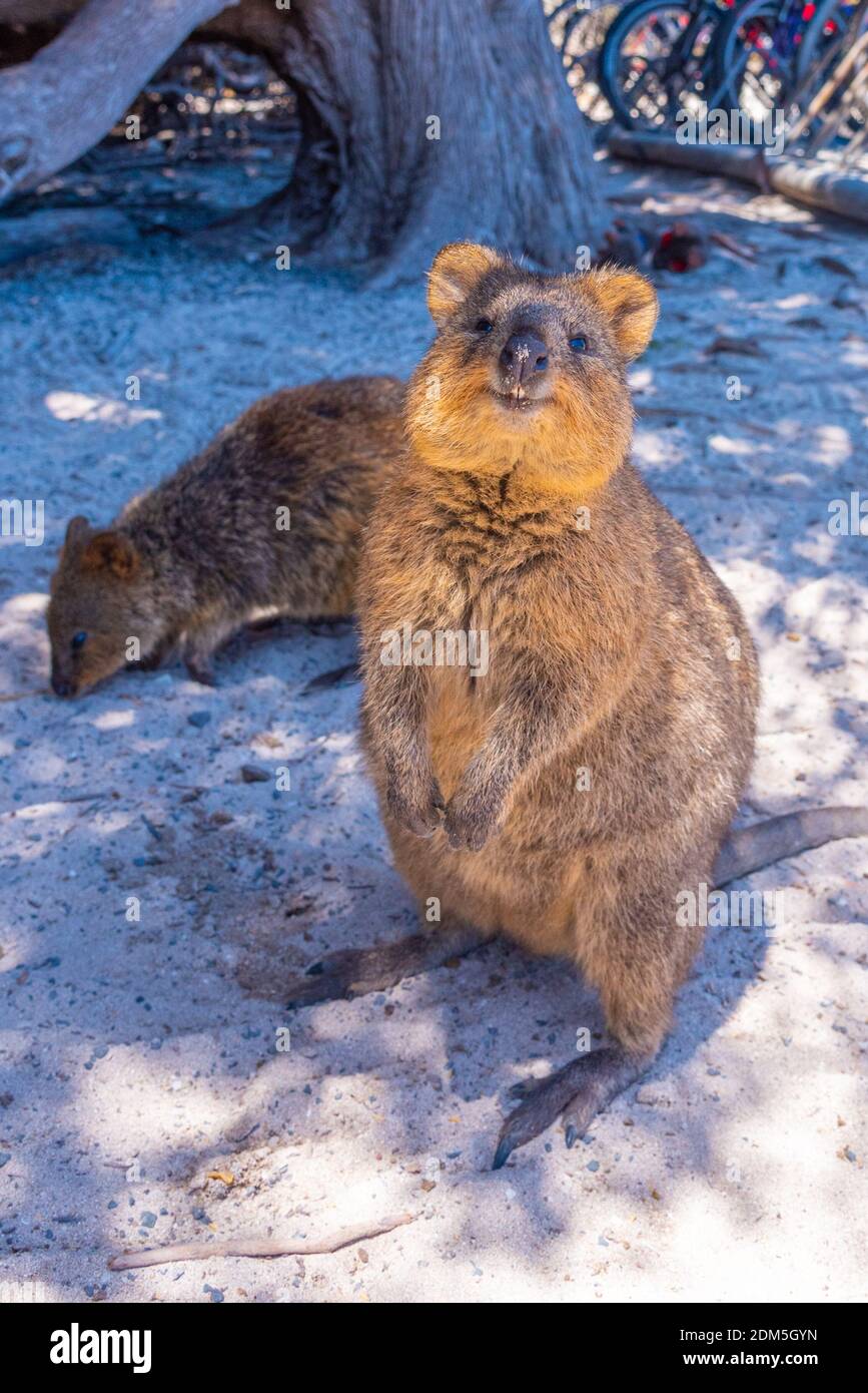 Quokka living at Rottnest island near Perth, Australia Stock Photo - Alamy