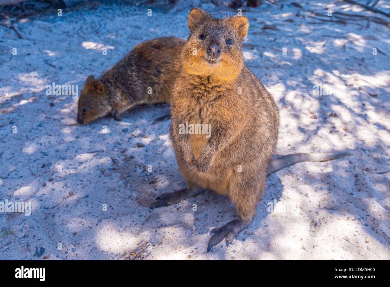 Quokka living at Rottnest island near Perth, Australia Stock Photo - Alamy