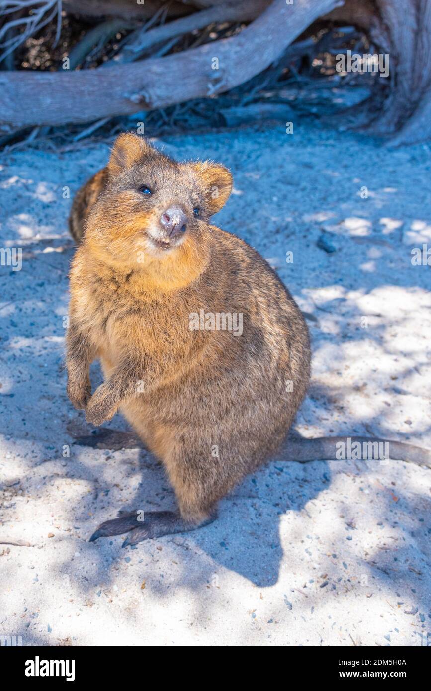 Quokka living at Rottnest island near Perth, Australia Stock Photo - Alamy