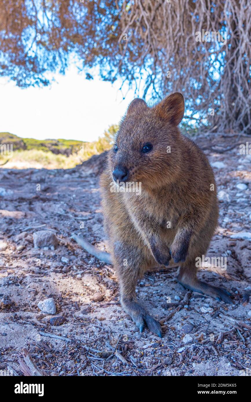 Quokka living at Rottnest island near Perth, Australia Stock Photo - Alamy