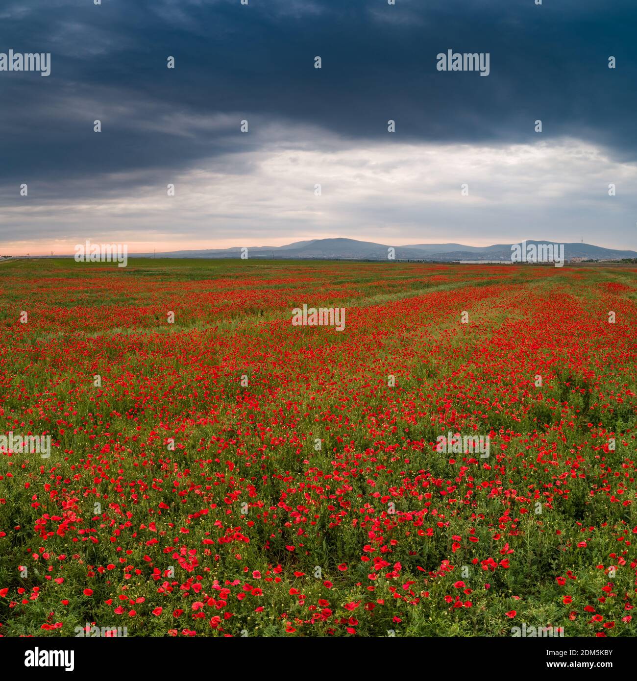 beautiful red poppy field with cloudy sky Stock Photo - Alamy