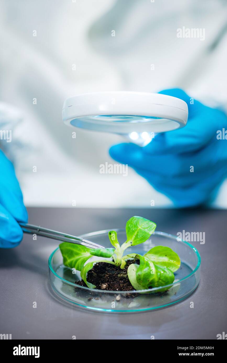 Scientist magnifying glass leaf hi-res stock photography and images - Alamy
