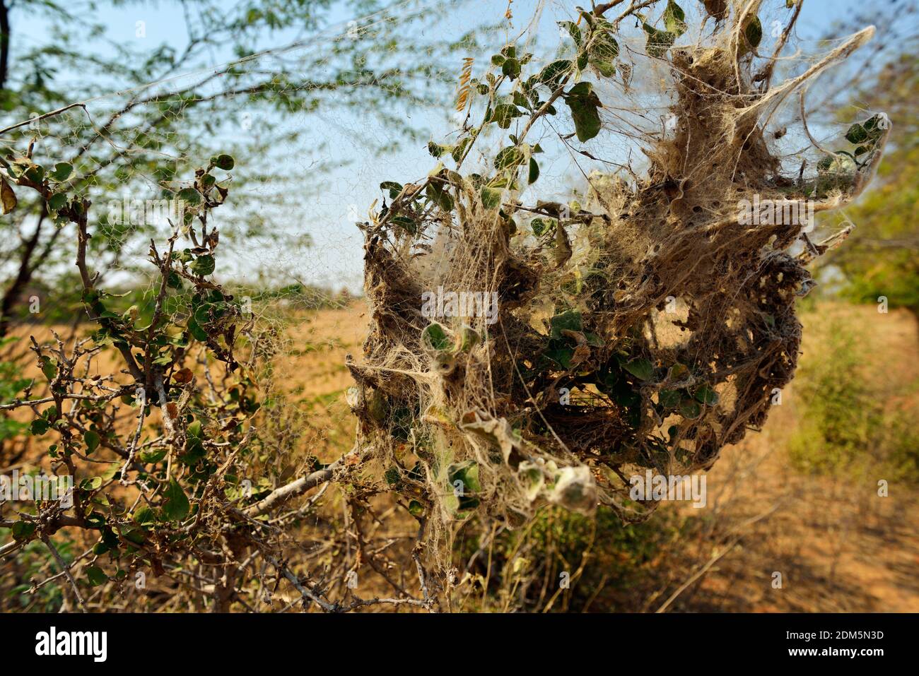 Closeup view at huge cobweb wrapped around group of leaves Stock Photo ...