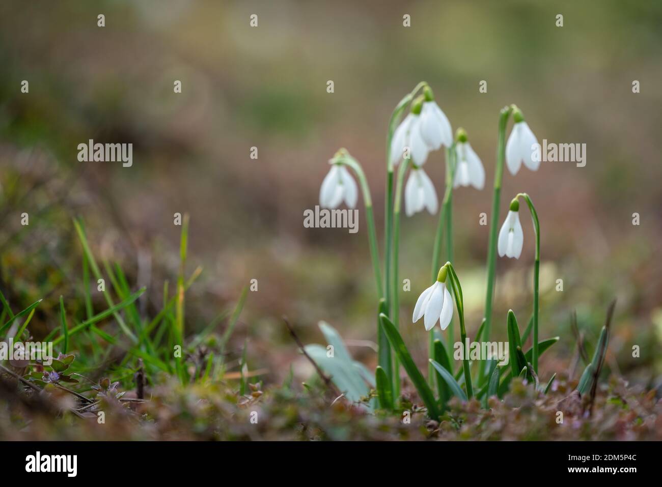 Snowdrops as a first spring flowers on a green natural background Stock ...