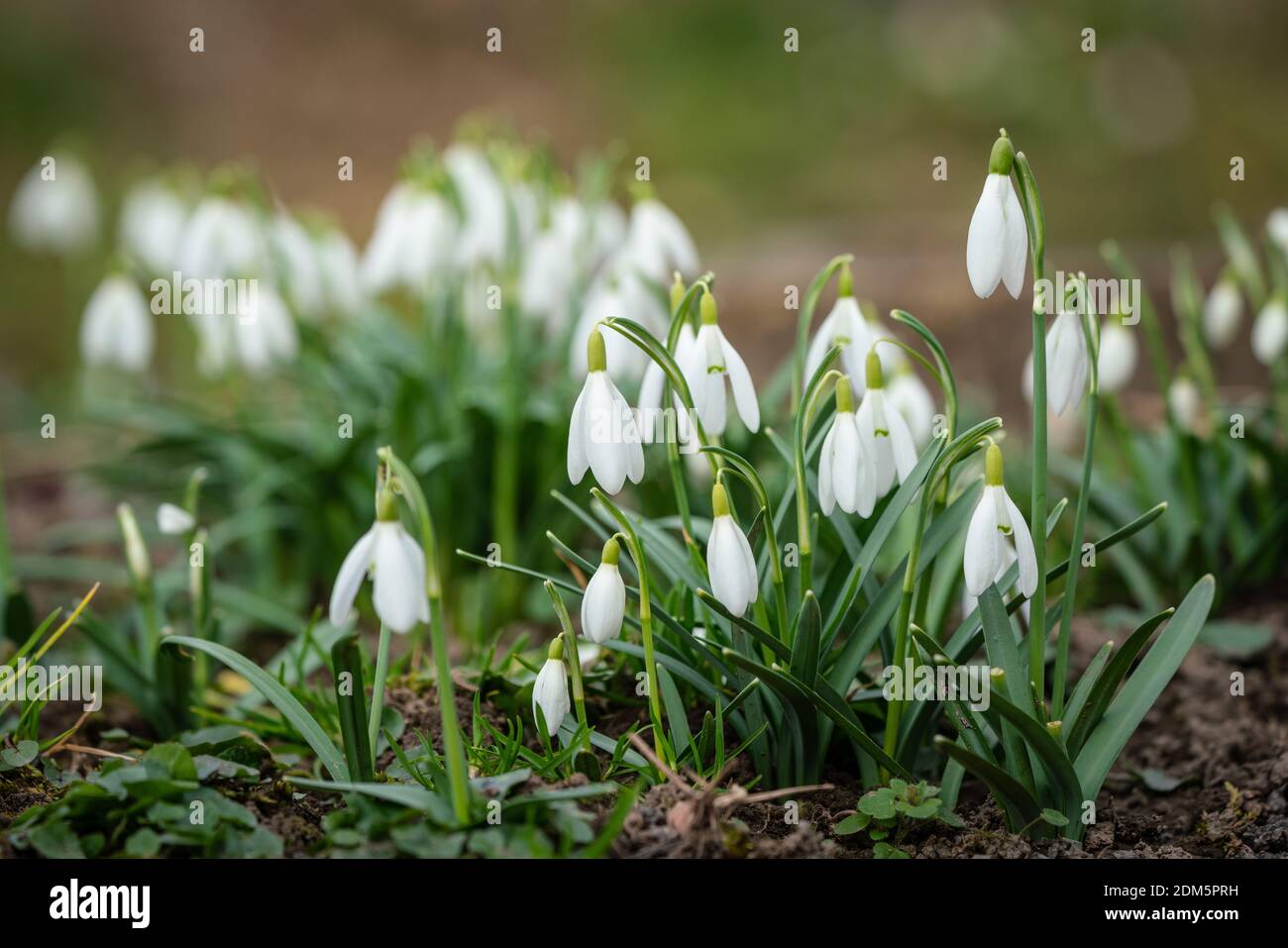 Snowdrops as a first spring flowers on a green natural background Stock ...