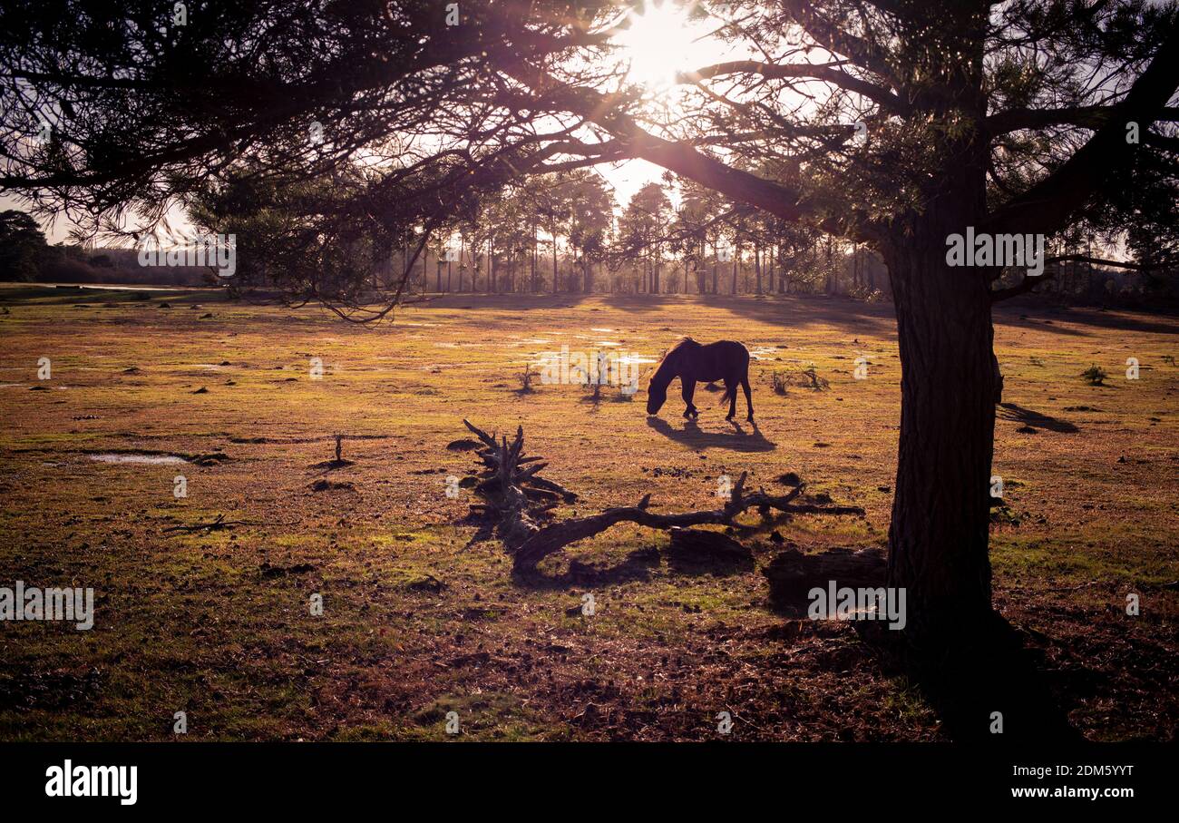 Framed by tree hi-res stock photography and images - Alamy