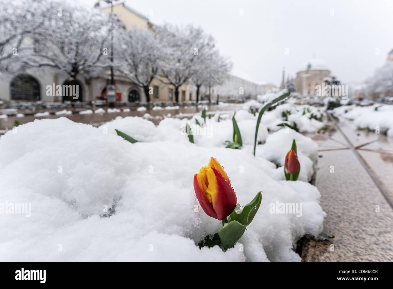 Tulip in snow at spring in Pecs, Hungary Stock Photo - Alamy