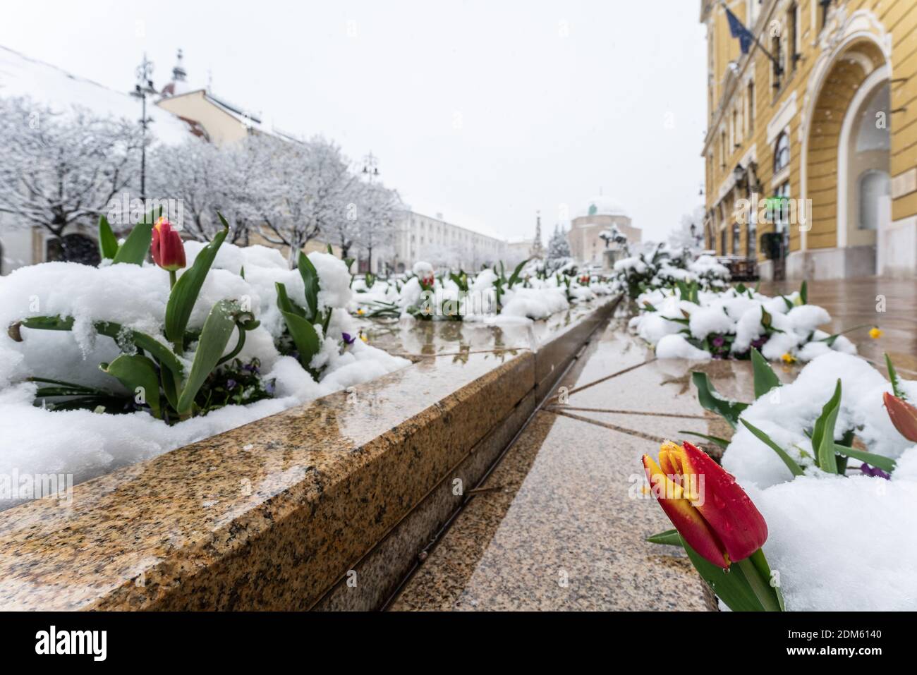 Tulip in snow at spring in Pecs, Hungary Stock Photo - Alamy