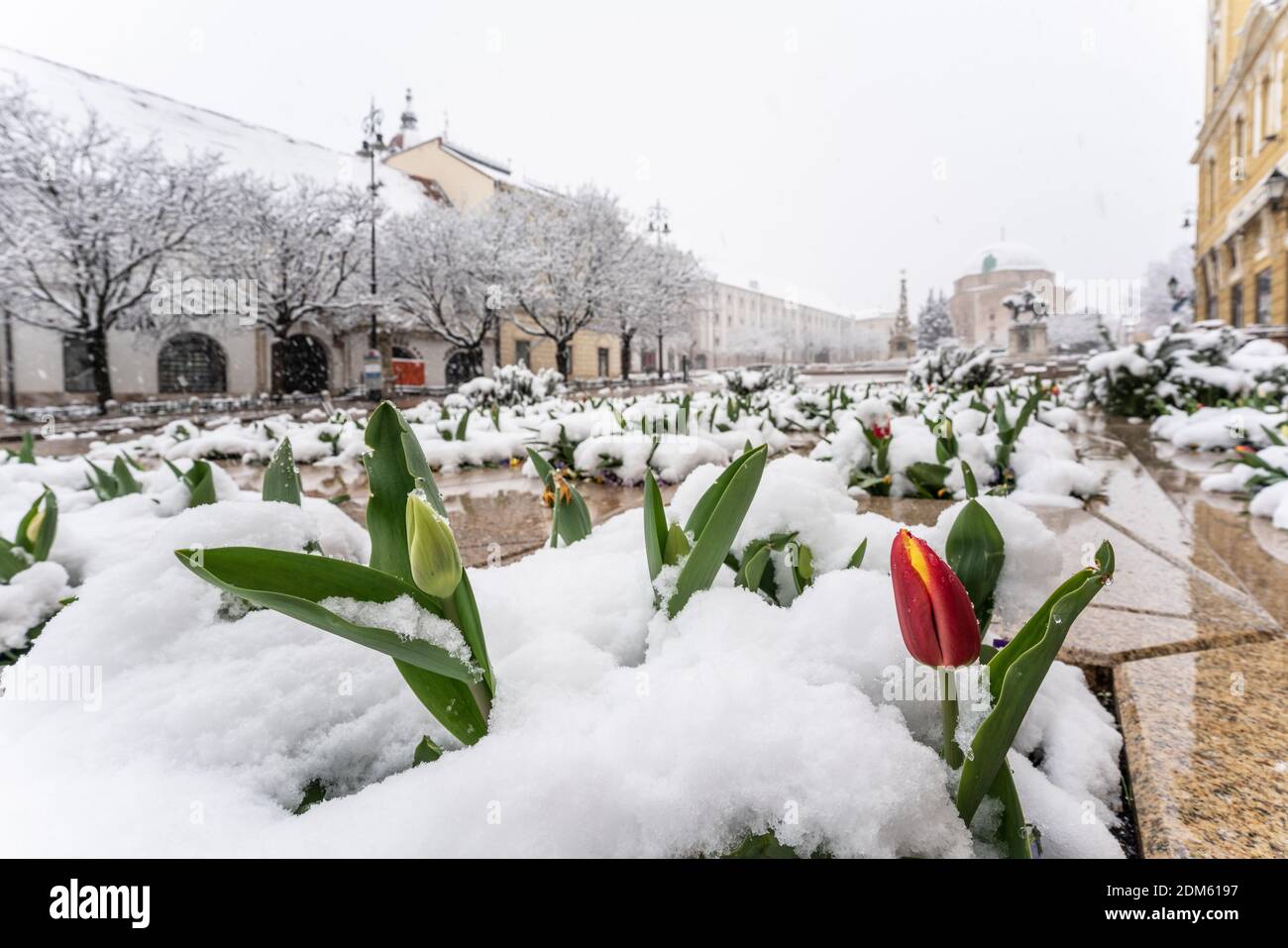 Tulip in snow at spring in Pecs, Hungary Stock Photo - Alamy