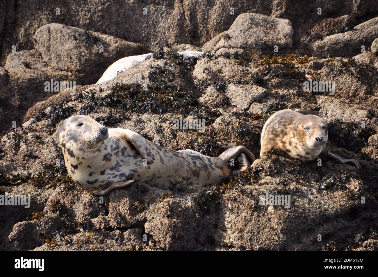 North atlantic seal hi-res stock photography and images - Alamy