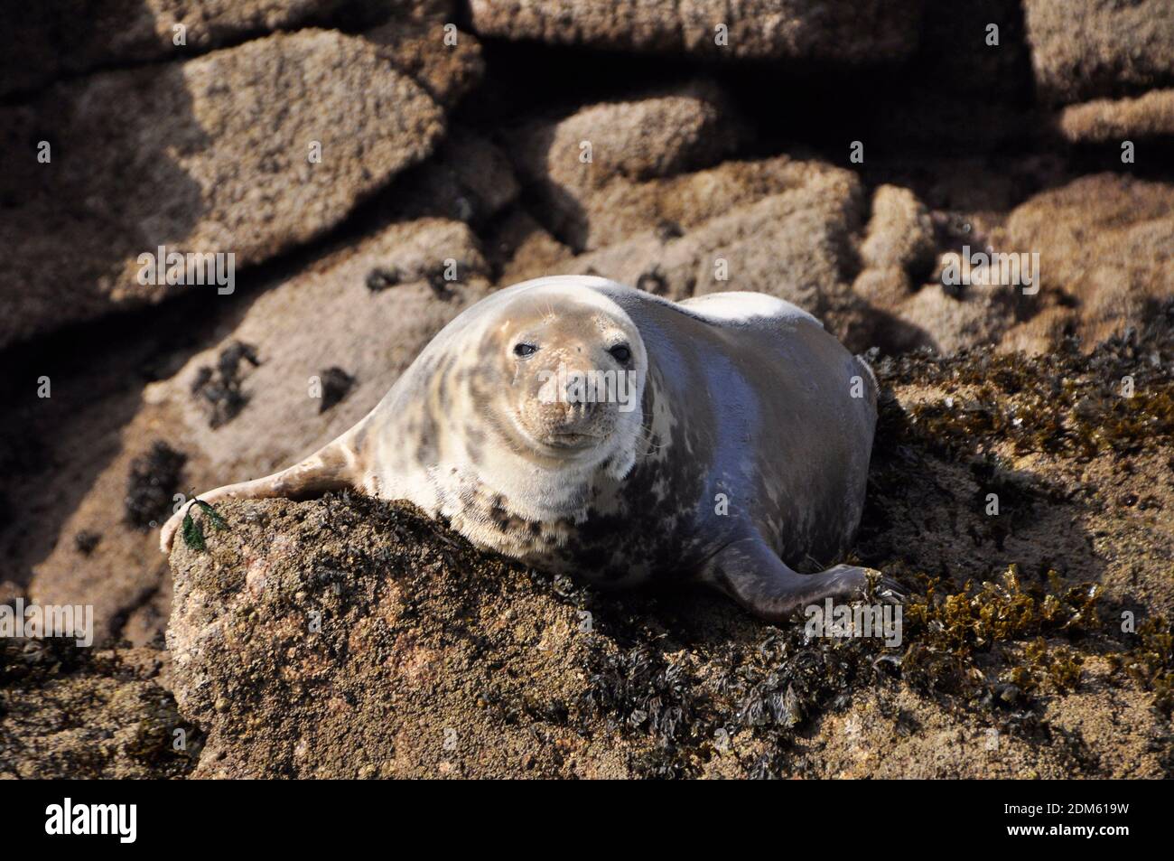 A lone North Atlantic Grey Seal keep a wary eye open from the rocks in ...