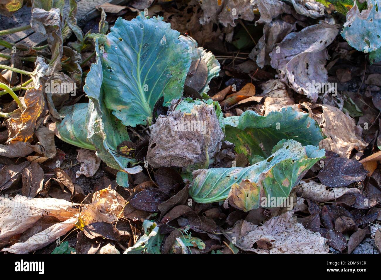 diseased cabbage leaves affected by pests and pathogenic fungi. Cabbage ...