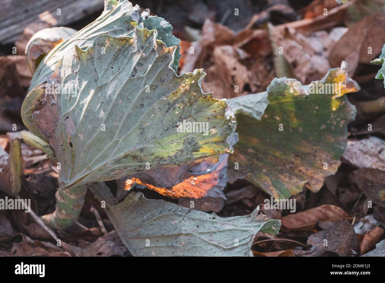 diseased cabbage leaves affected by pests and pathogenic fungi. Cabbage ...