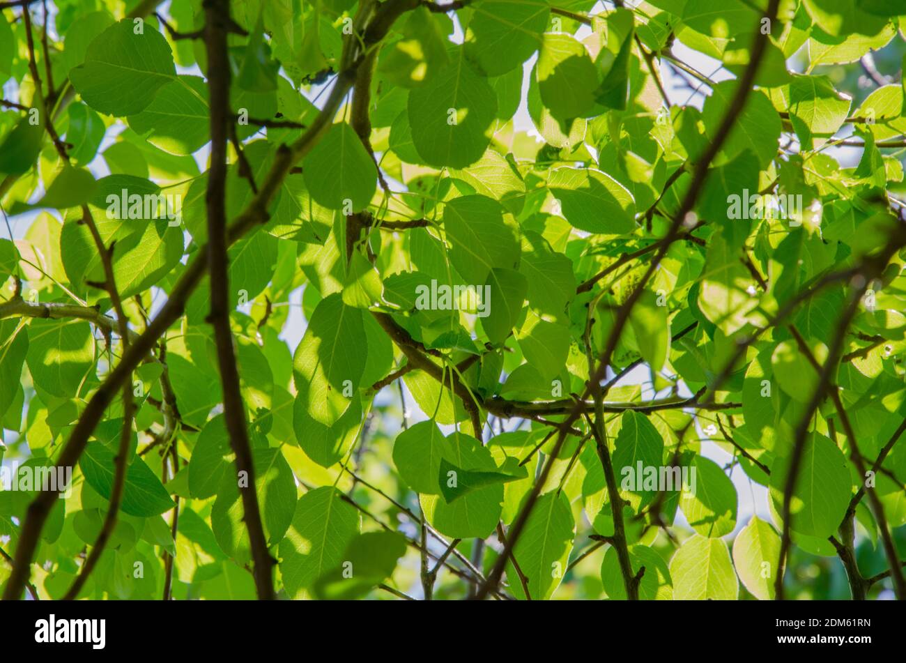 Closeup background of young green tree leaves and branches and sun ...