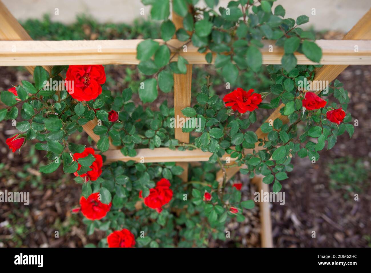 Young red rose buds of climbing rose bush climb up homemade cedar ...
