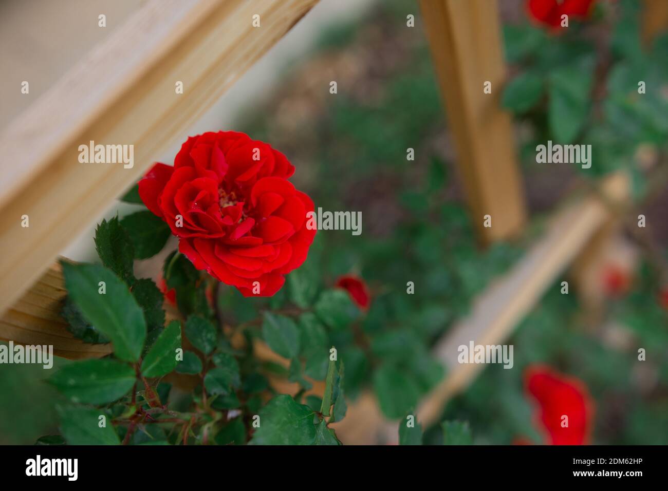 Trellis with climbing roses hi-res stock photography and images - Alamy
