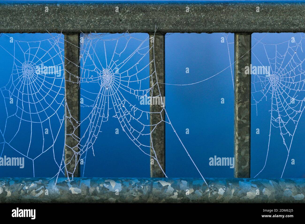 Frozen spider webs Stock Photo - Alamy
