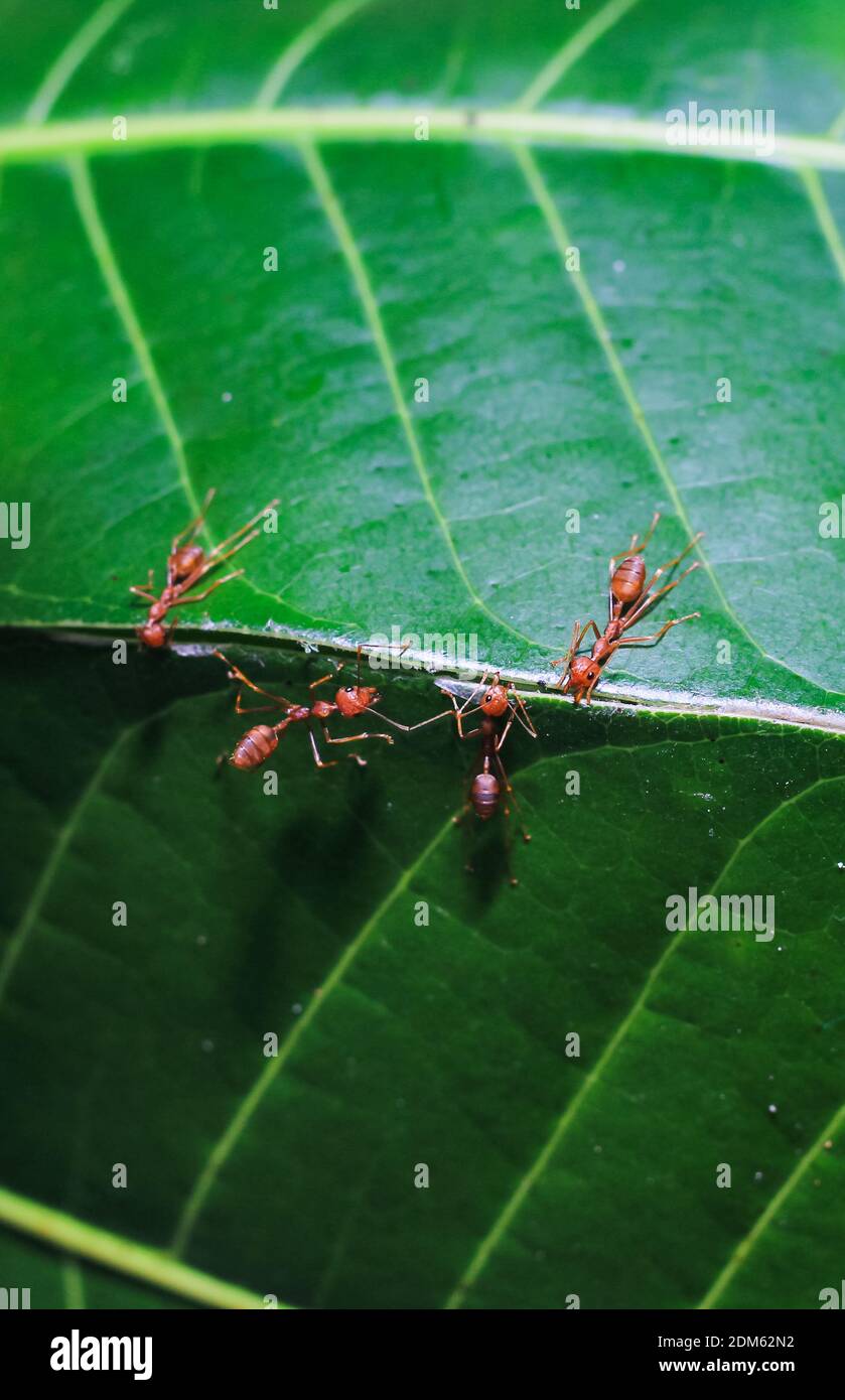 Red weaver ants teamwork, Red ants teamwork. Concept of teamwork ...
