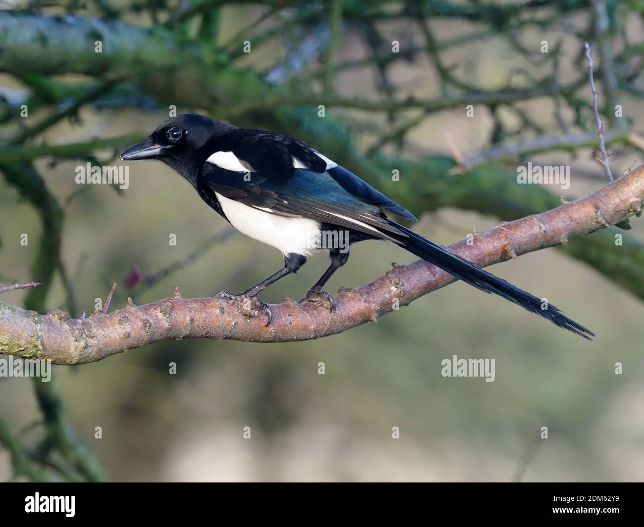 Magpie, Pica pica, single bird on branch, Warwickshire, December 2020 ...