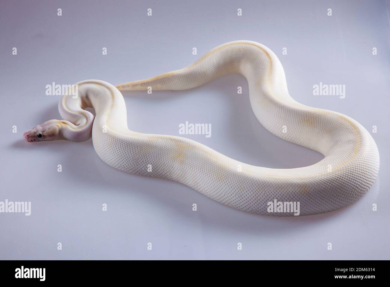 Royal python curled up hi-res stock photography and images - Alamy