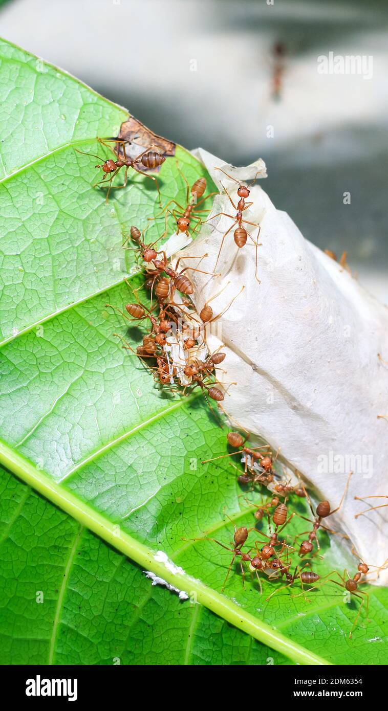Red ants (fire ant, Solenopsis geminate) helping each other carry a ...