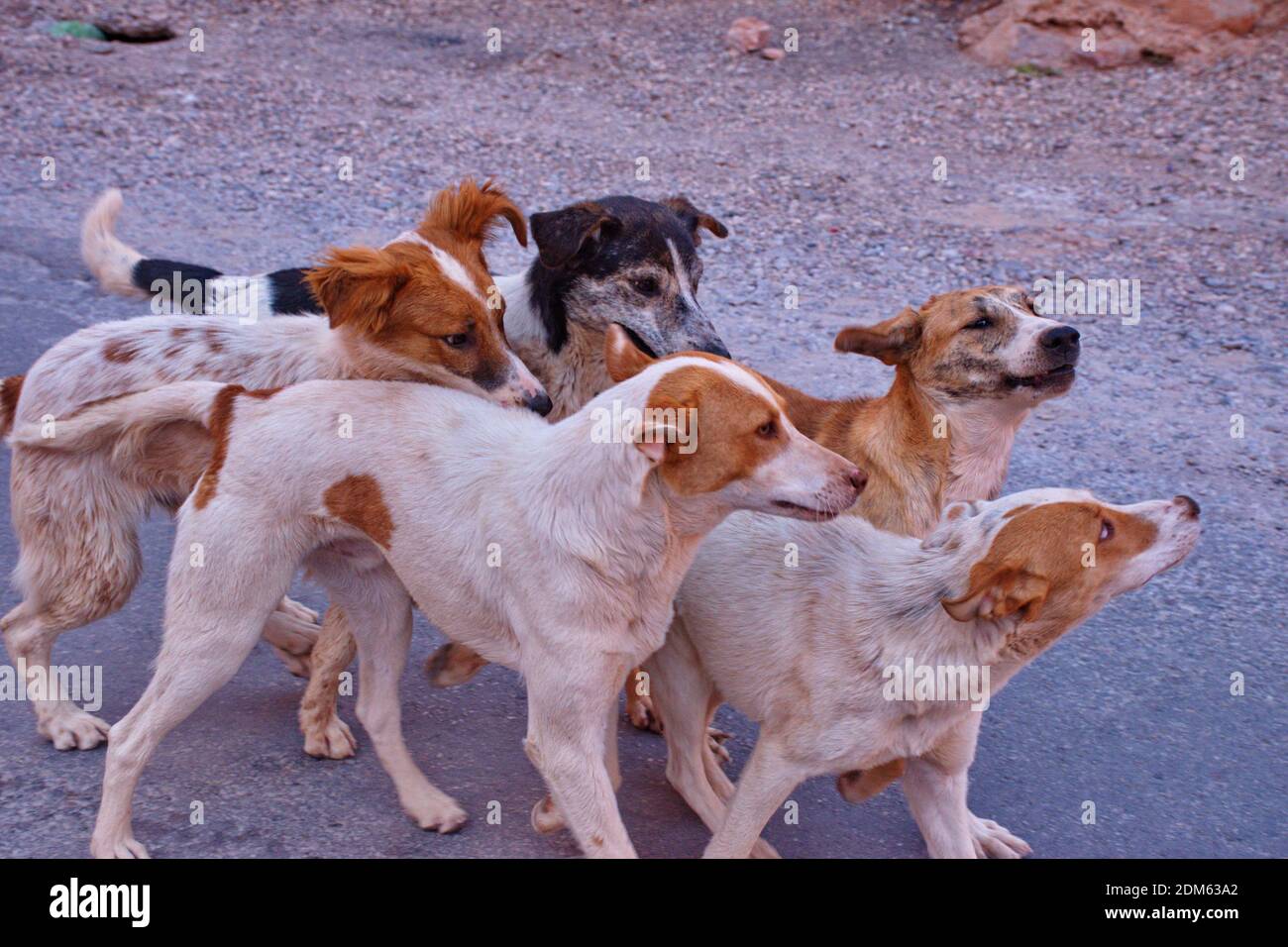 Group Stray Dogs High Resolution Stock Photography and Images - Alamy